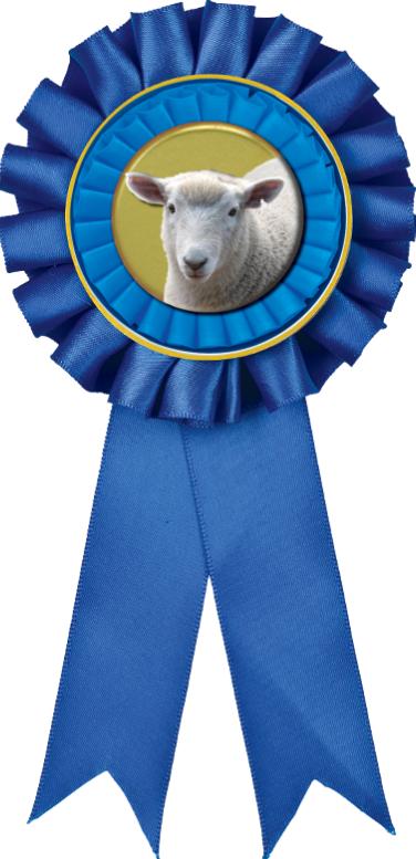 sheep ribbon