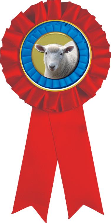 sheep ribbon