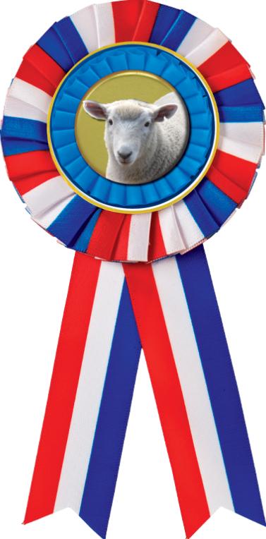 sheep ribbon